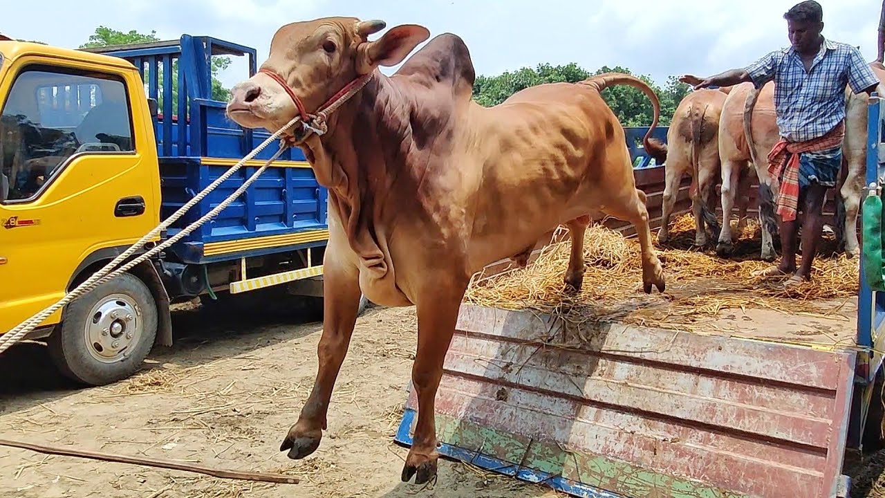 Cow unloading at very popular village cattle market | Cow unloading ...