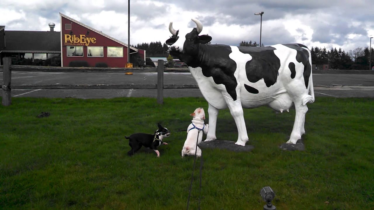 French Bulldog & Boston Terrier vs. Cow - YouTube
