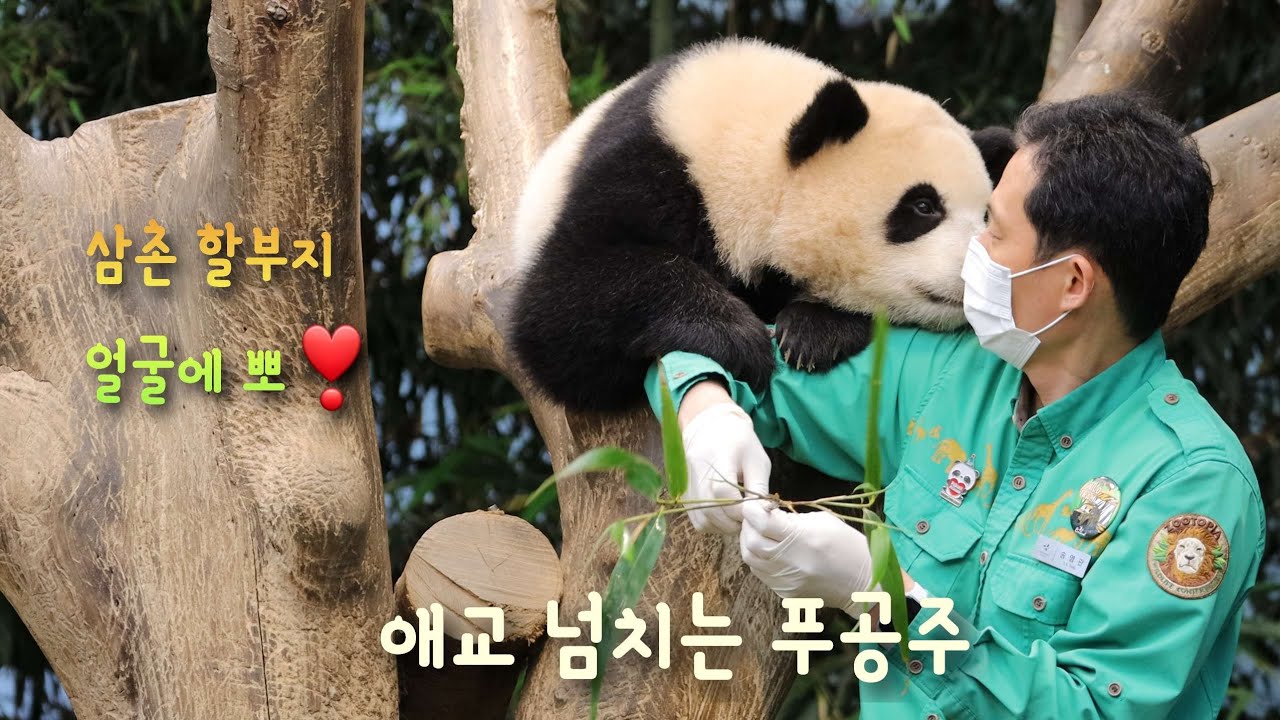 푸바오🐼 애교에 빠져든다😍 [에버랜드 판다월드 판다 푸바오] (4K) Everland Panda Fubao in Korea ...