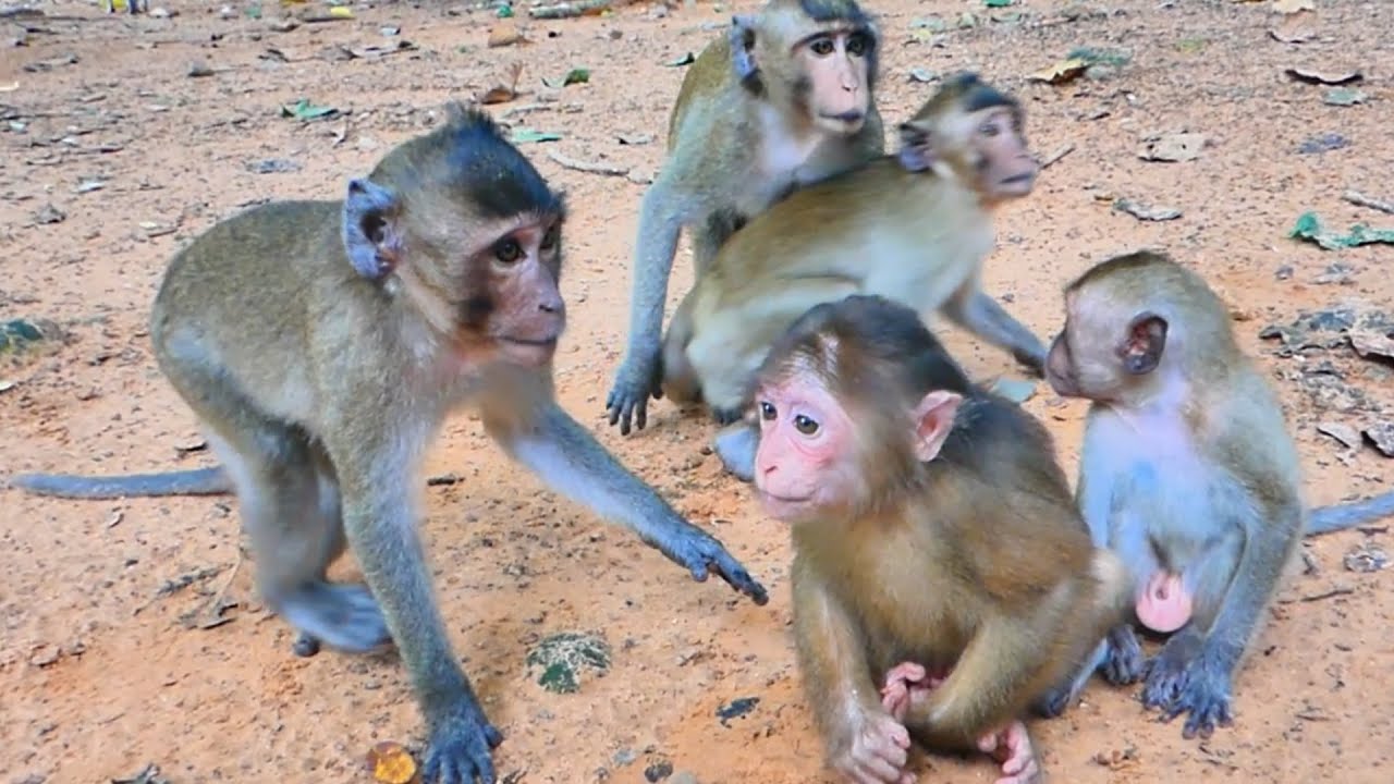 Abandoned monkey Baila feels scared while monkey Sokha brings the ...