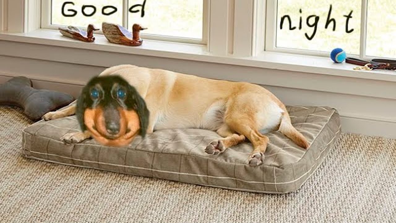 Dawg разговорный poe perfect for sleep - YouTube