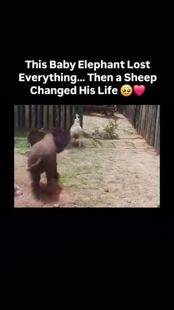 Orphaned Baby Elephant Finds Love in a Sheep 🐘💔🐑 | Real Animal ...
