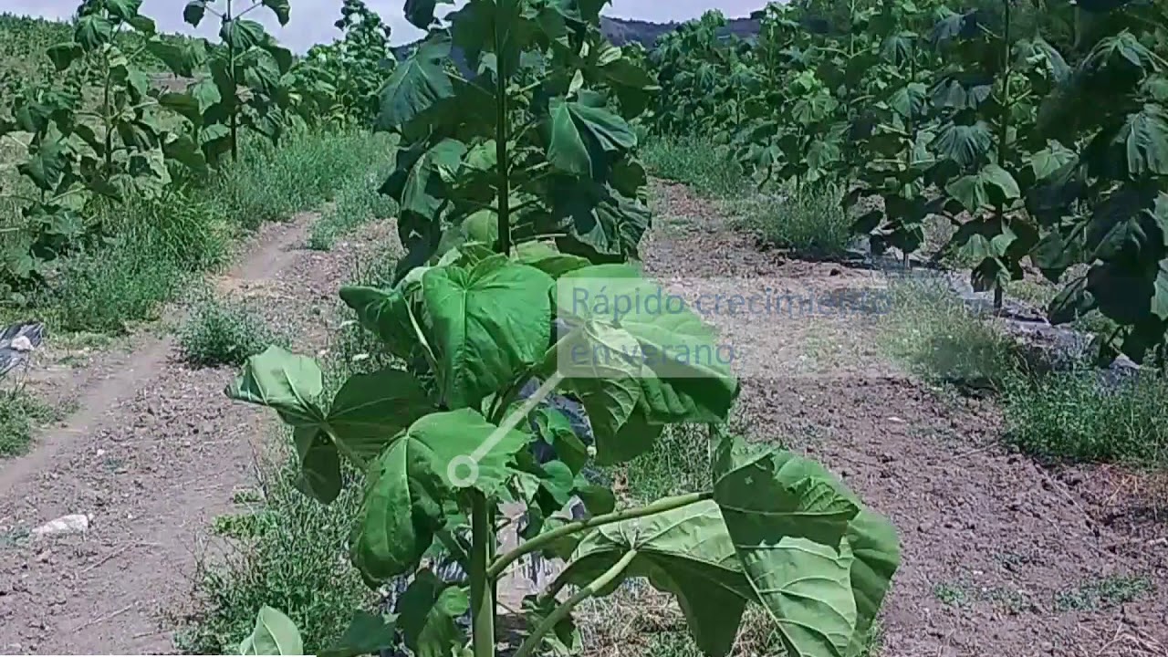 Video de crecimiento de Paulownia en el primer año (Árbol de Kiri ...