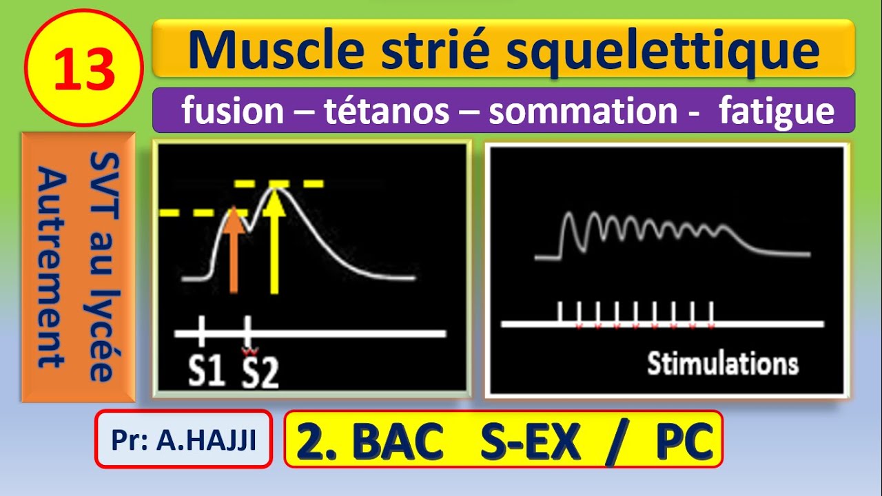 Muscle strié squelettique: fusion des secousses - sommation - tétanos ...