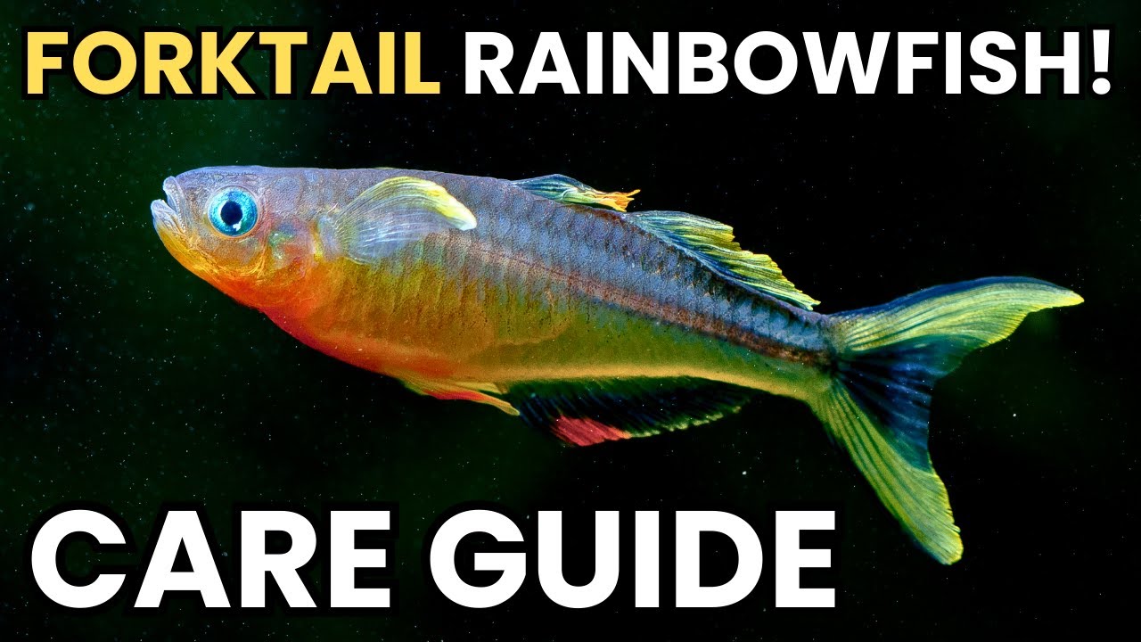 The BEST Fish For NANO Tanks? Pseudomugil Furcatus Care & Breeding ...
