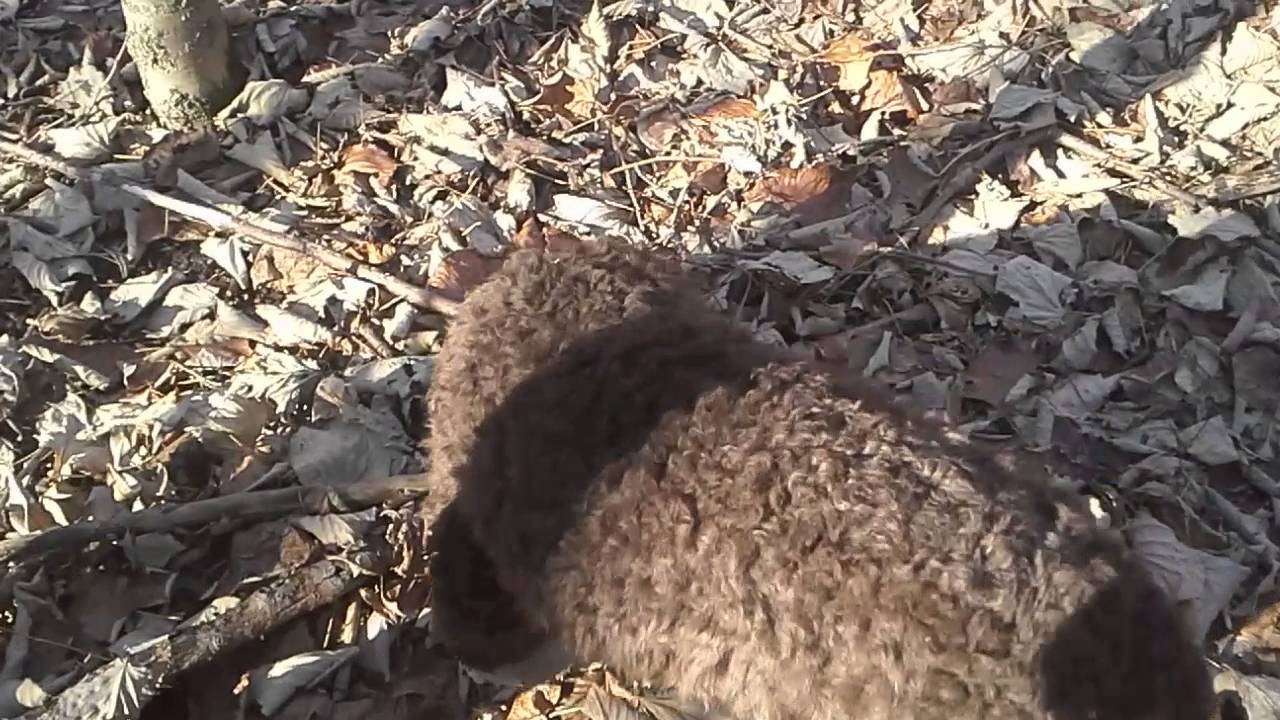 Alejandro of Urban Hunters in Action - YouTube
