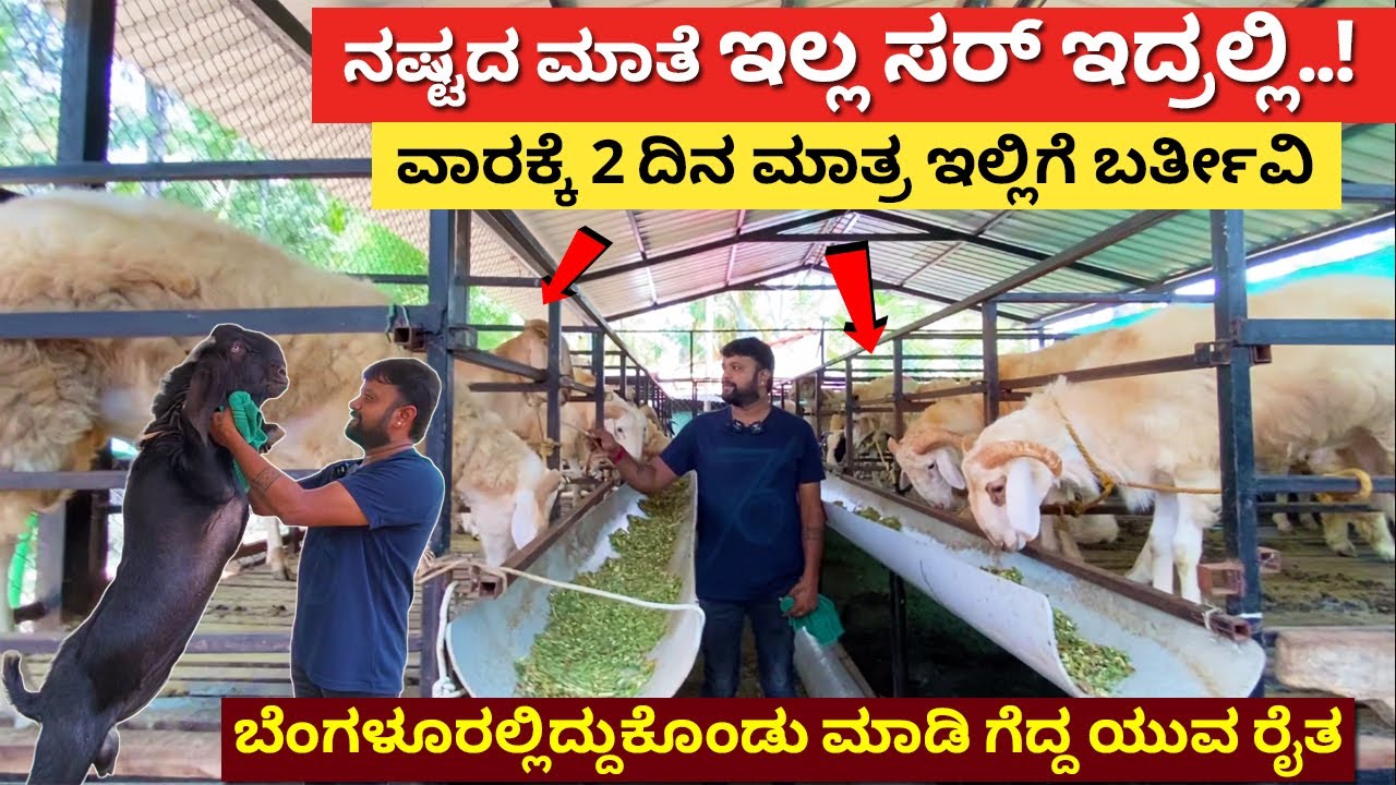 ಇದ್ರಲ್ಲಿ ನಷ್ಟದ ಮಾತೆ ಇಲ್ಲ ಸರ್ | Sheep farming in Karnataka kuri sakanike ...