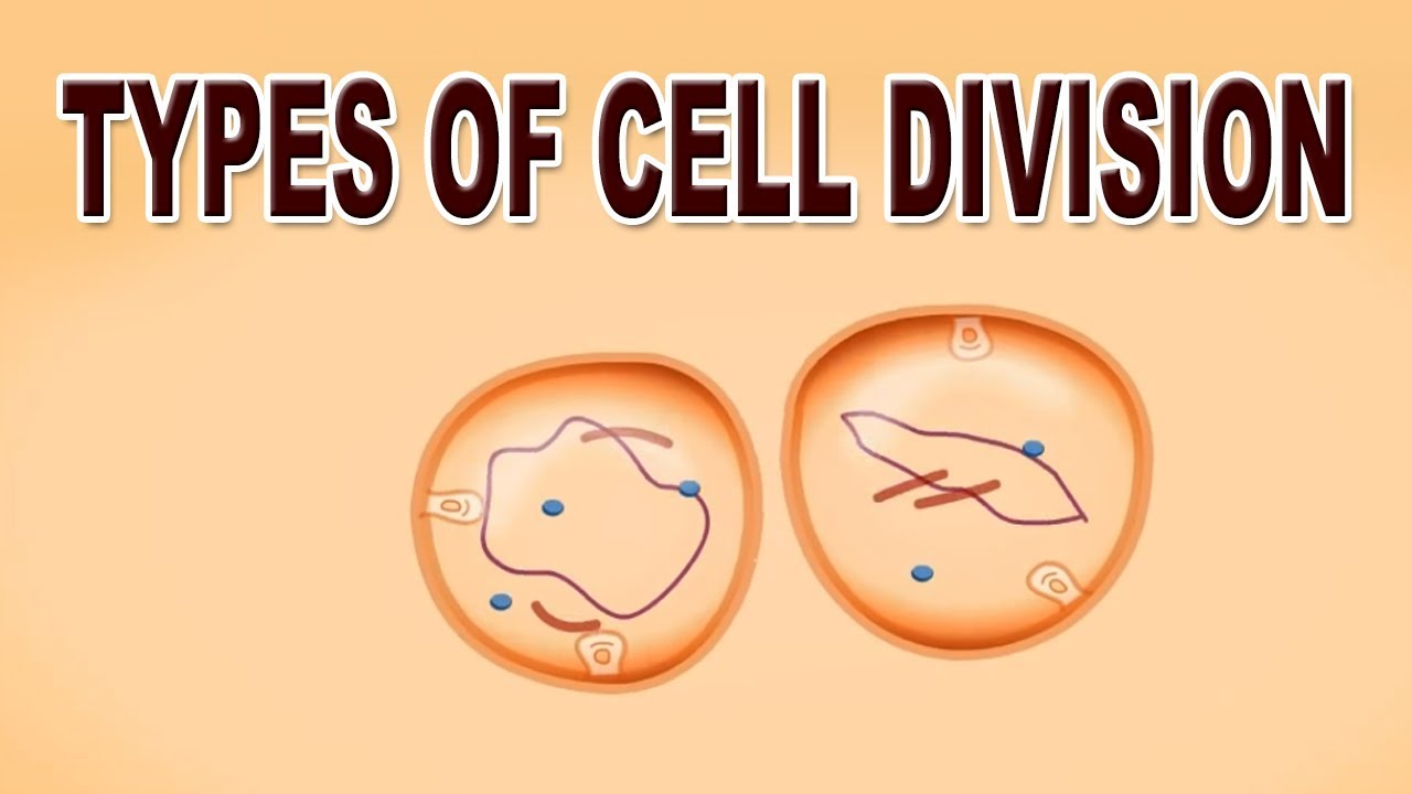 Types of Cell Division | 10th Std | Biology | ICSE Board | Home Revise ...
