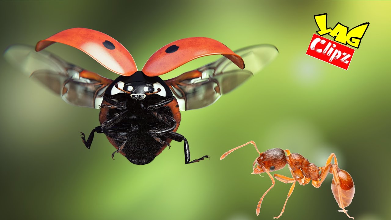 ANTS VS LADYBIRD FIGHT FOR FOOD - YouTube