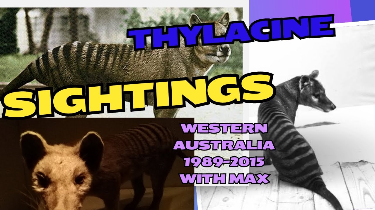 Thylacine sighting(s) Western Australian Desert country, 1989-2015 ...