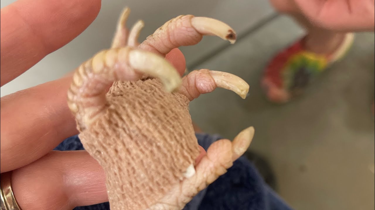 Bumble Foot #chicken #bumblefoot - YouTube