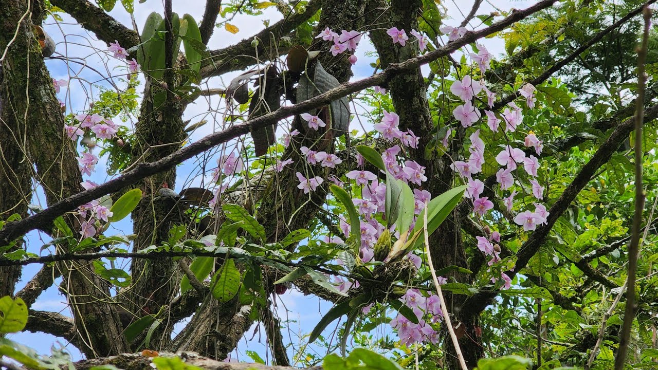 Sophie's Garden Finca Romelia这里是赏兰观鸟的天堂 - YouTube