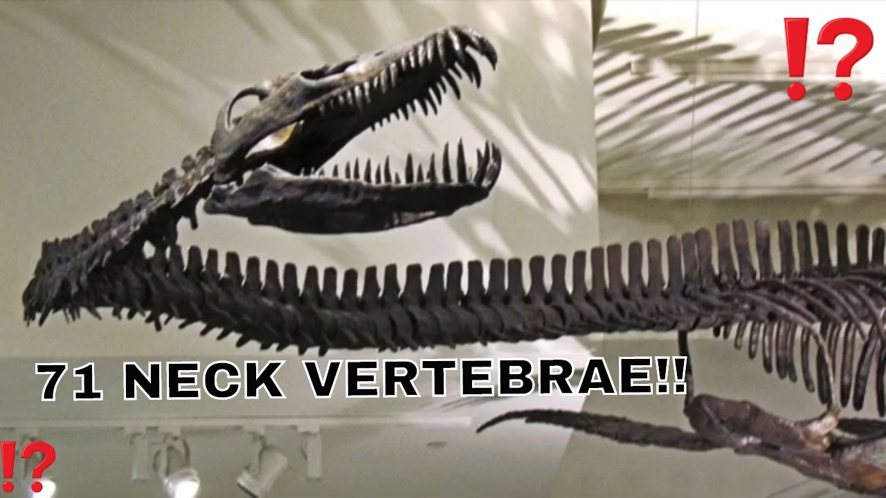 Elasmosaurus Skeleton