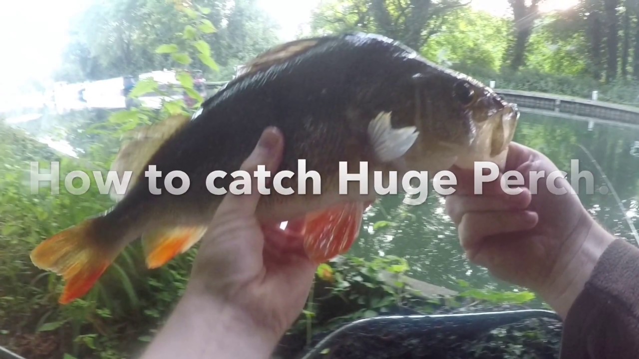 How to catch HUGE UK Perch using prawns as bait. - YouTube