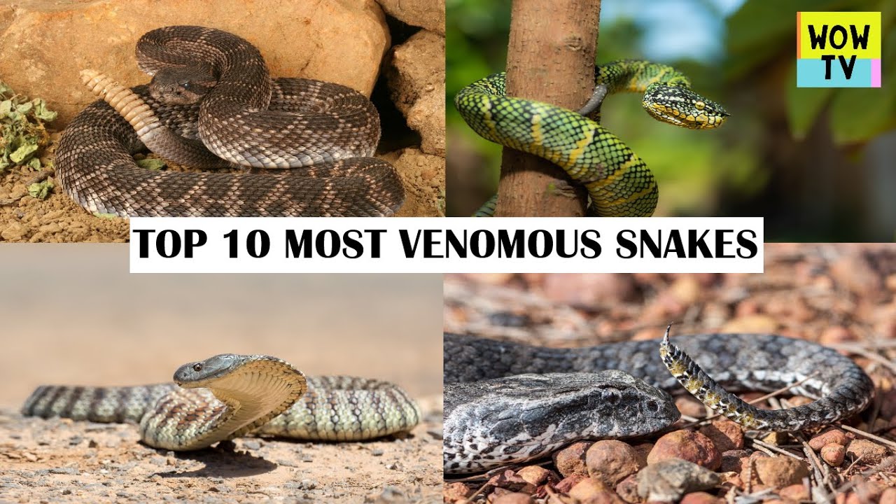 Top 10 Most Venomous Snakes in the World | WOW TV - YouTube