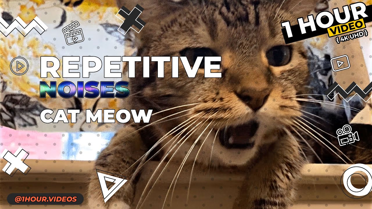 Cat Meow - 1 Hour - 4k - Repetitive Noises/Sounds - YouTube