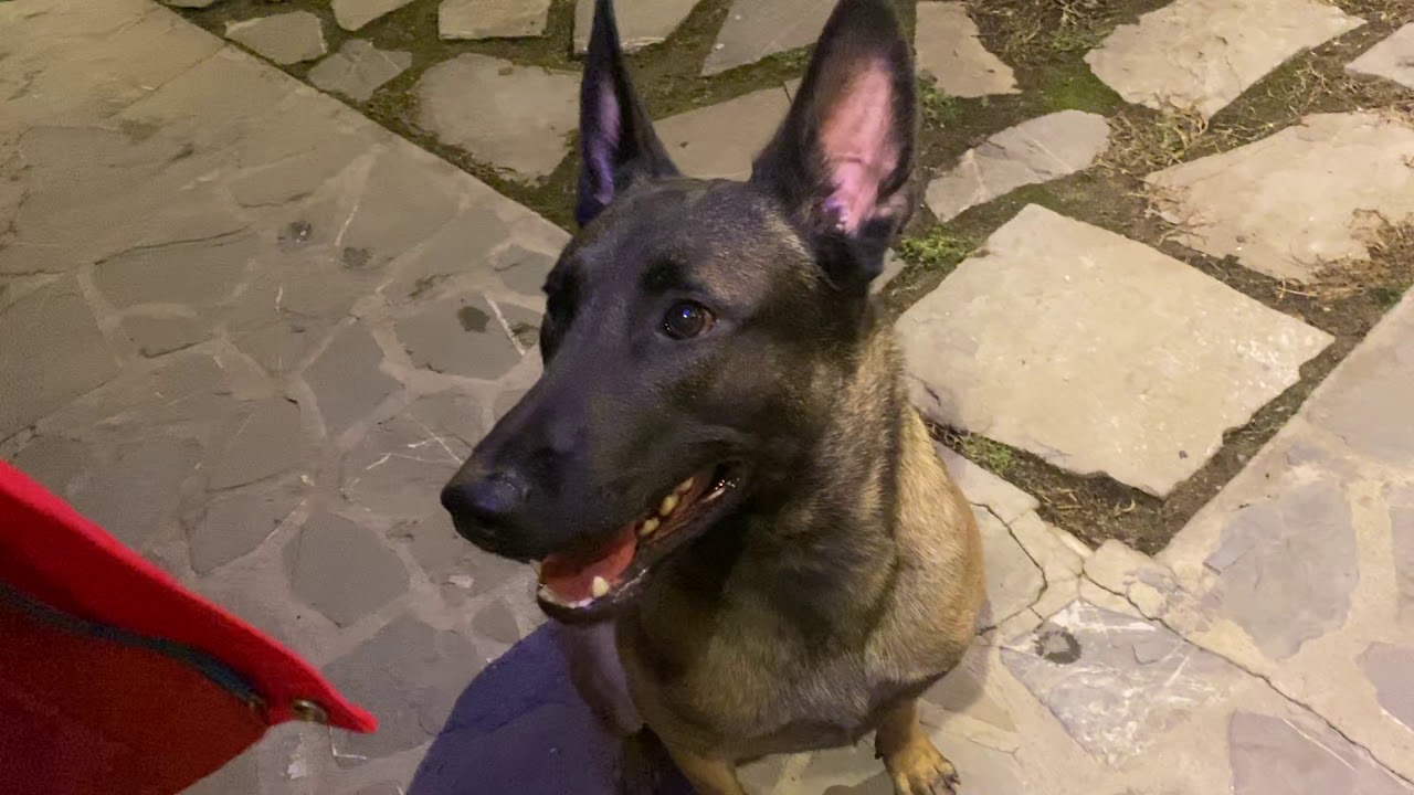 Cu un caine bun langa tine ...orice exercitiu devine o placere - Boost ...