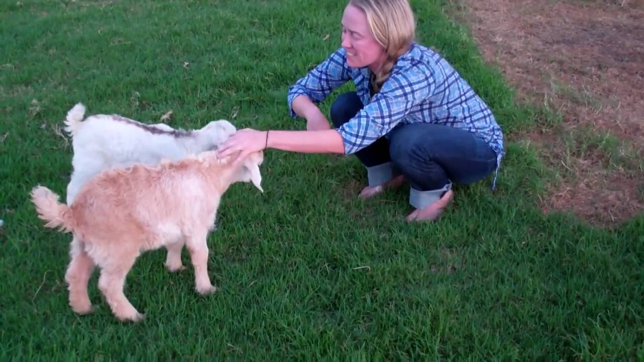 New Zealand Jumping Goats - YouTube