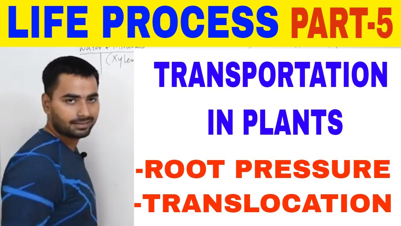 LIFE PROCESS- TRANSPORTATION IN PLANTS -PART 5 - YouTube