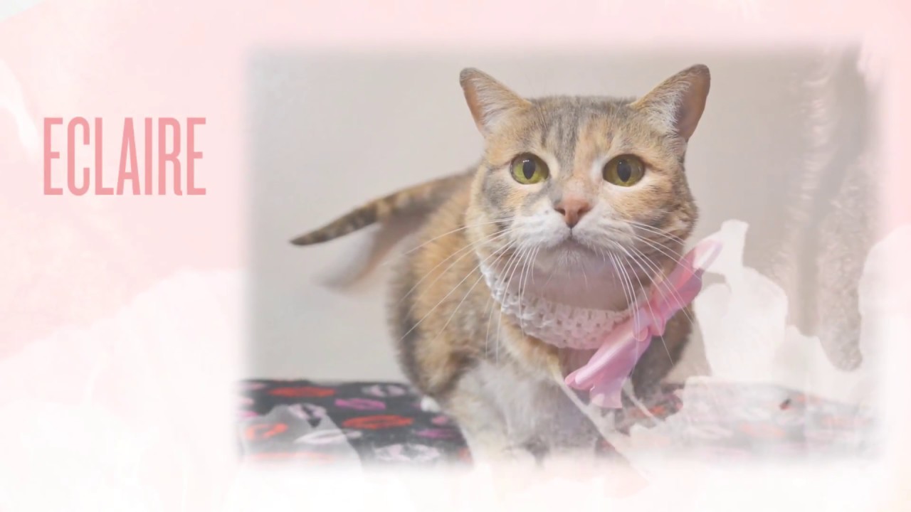 Eclaire - Adopted Cat at Collin County Animal Services - YouTube