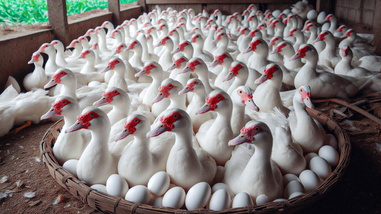 How to Raise Muscovy for Egg Business - Poultry Farm - YouTube
