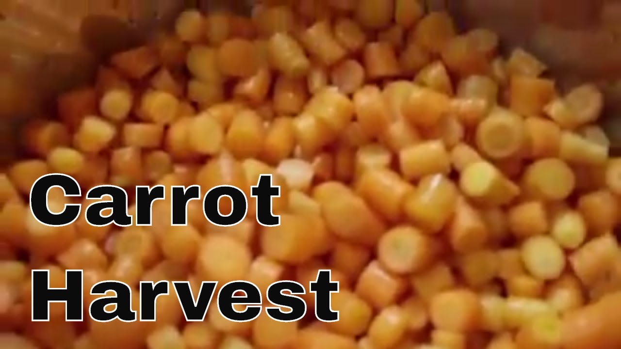 CARROT Harvest After the Ice Storm - YouTube