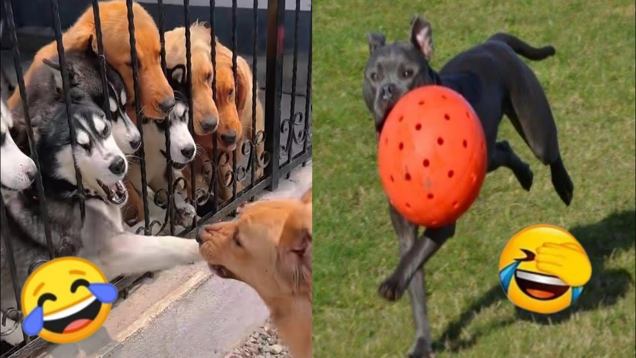 Newest Funny Animals That Will Make You Laugh | Hilarious Animals ...