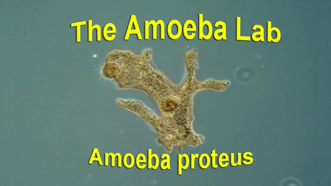 Amoeba Proteus – Time Lapse & Real time by the Amoeba Lab - YouTube