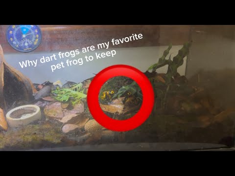 Why dart frogs are the BEST PET FROGS - YouTube