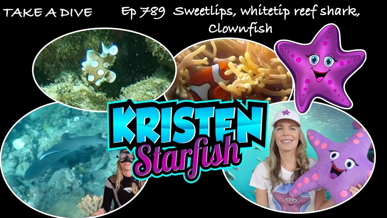 Kristen Starfish Ep789 Sweetlips, Whitetip Reef Shark, Clownfish ...