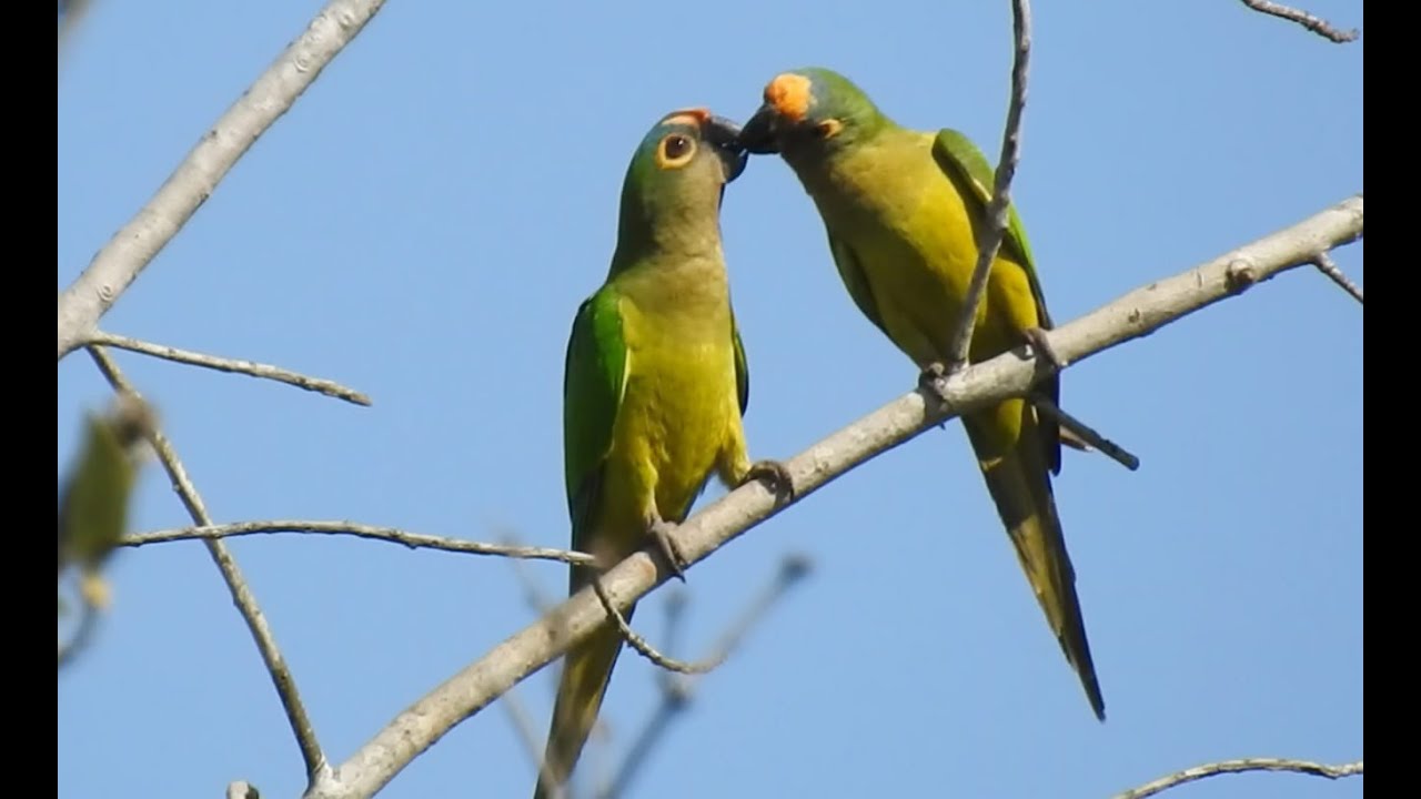 PEACH-FRONTED PARAKEET Couple (EUPSITTULA AUREA), PERIQUITO REI ...