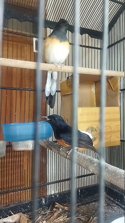 beternak murai di sangkar gantung - YouTube