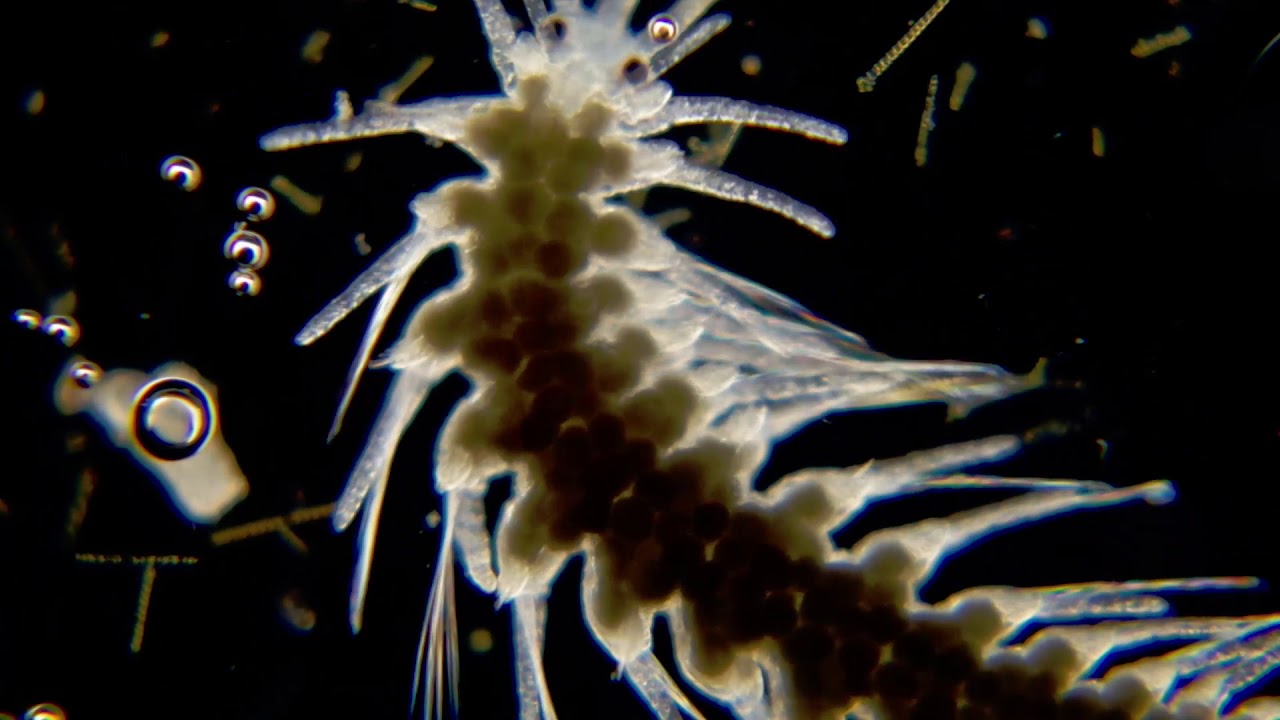 Myrianida polychaete epitoke - YouTube