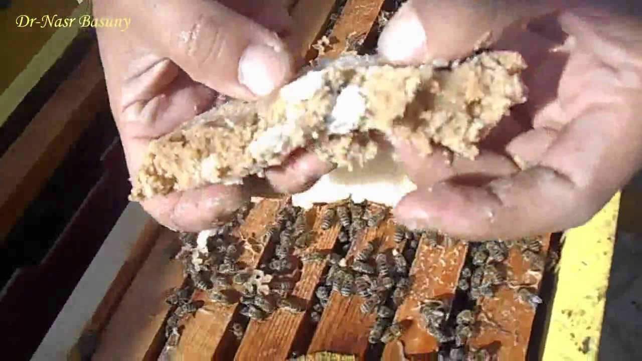 تغذية نحل العسل فى الشتاء 2 Feeding Honey Bees During Winter - YouTube