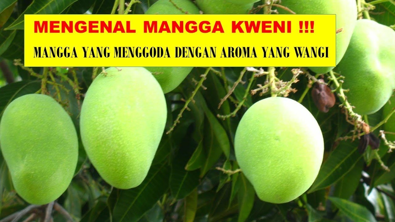 Mengenal MANGGA KWENI !!! Mangga Menggoda Dengan Aroma Yang WANGI ...