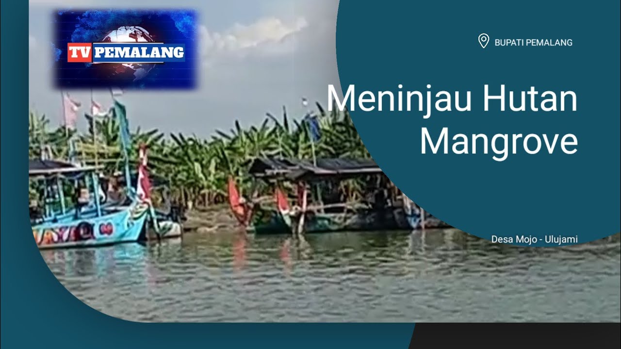 Bupati Meninjau Hutan Mangrove Desa Mojo Ulujami Pemalang - YouTube