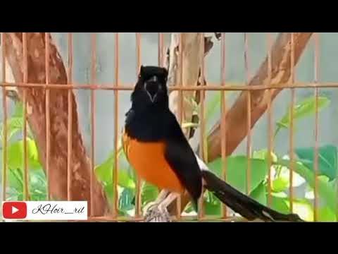 pancingan AMPUH murai batu yang macet bunyi biar bunyi lagi murai batu gacor - YouTube