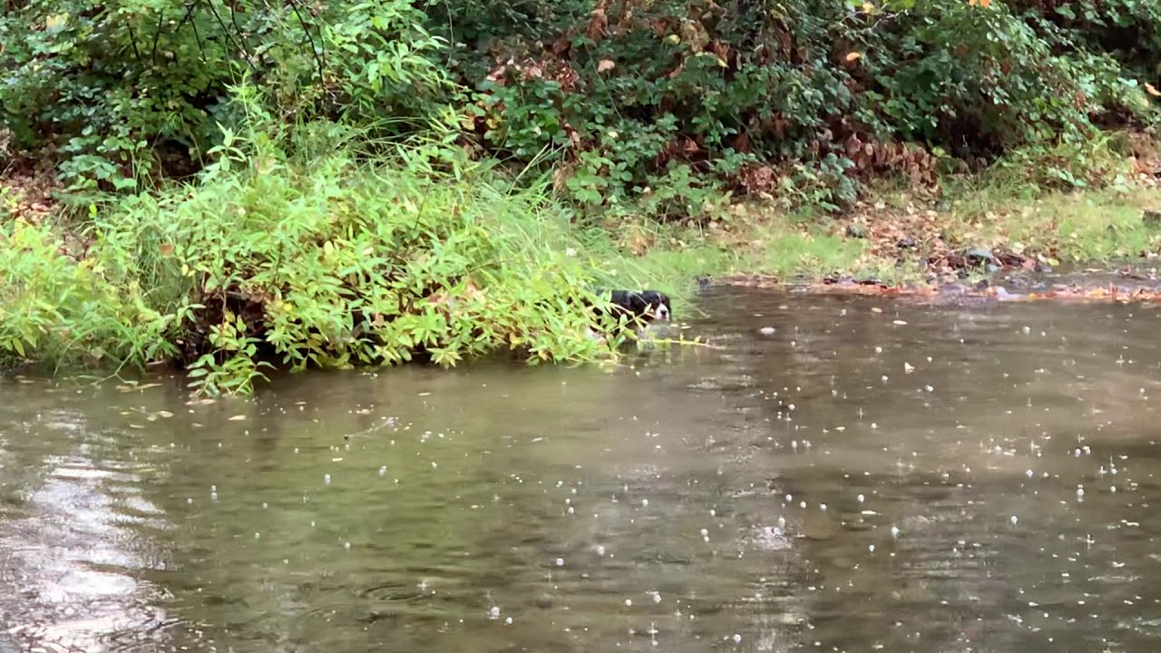 Bidwell Beaver - YouTube