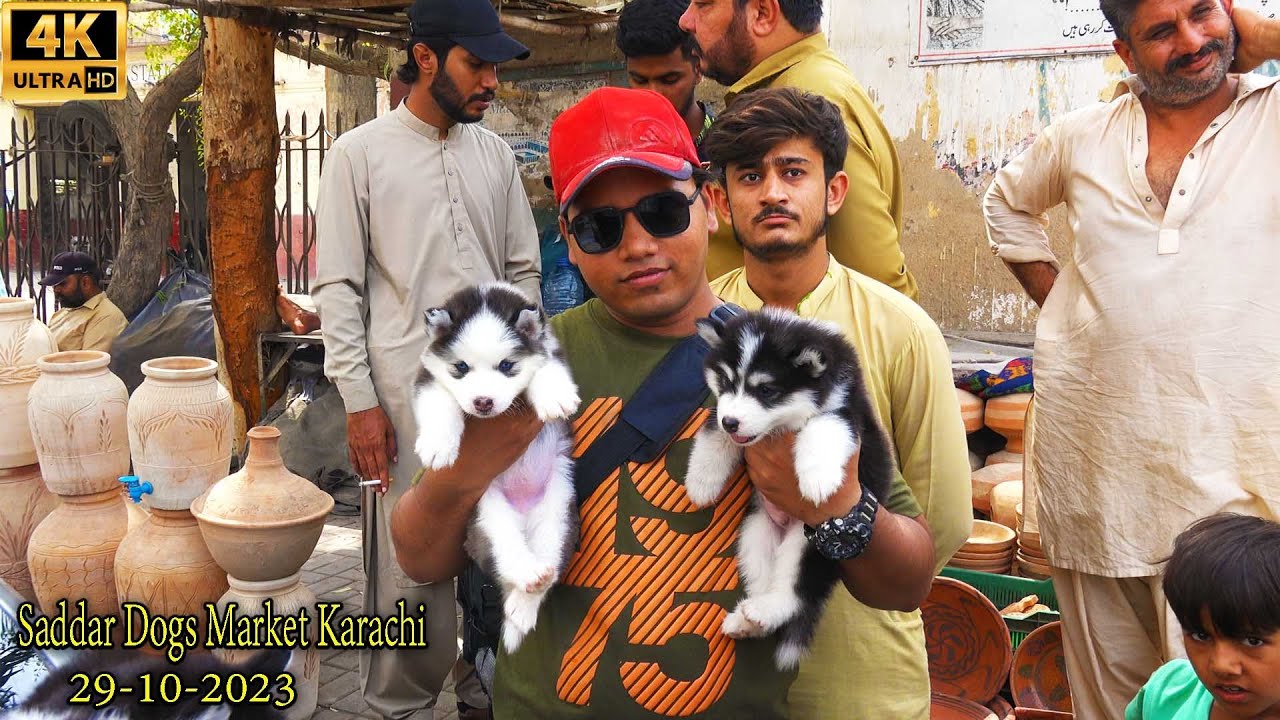 Saddar Dogs Market 29-10-2023 Karachi | Pakistan's largest dog market ...
