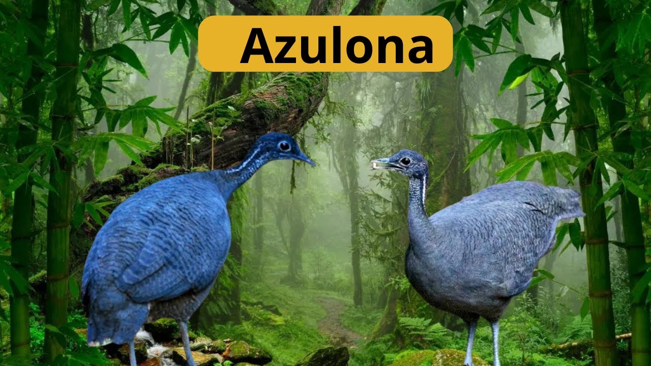 Azulona, Segredos por trás da obra-prima azul vibrante da natureza ...