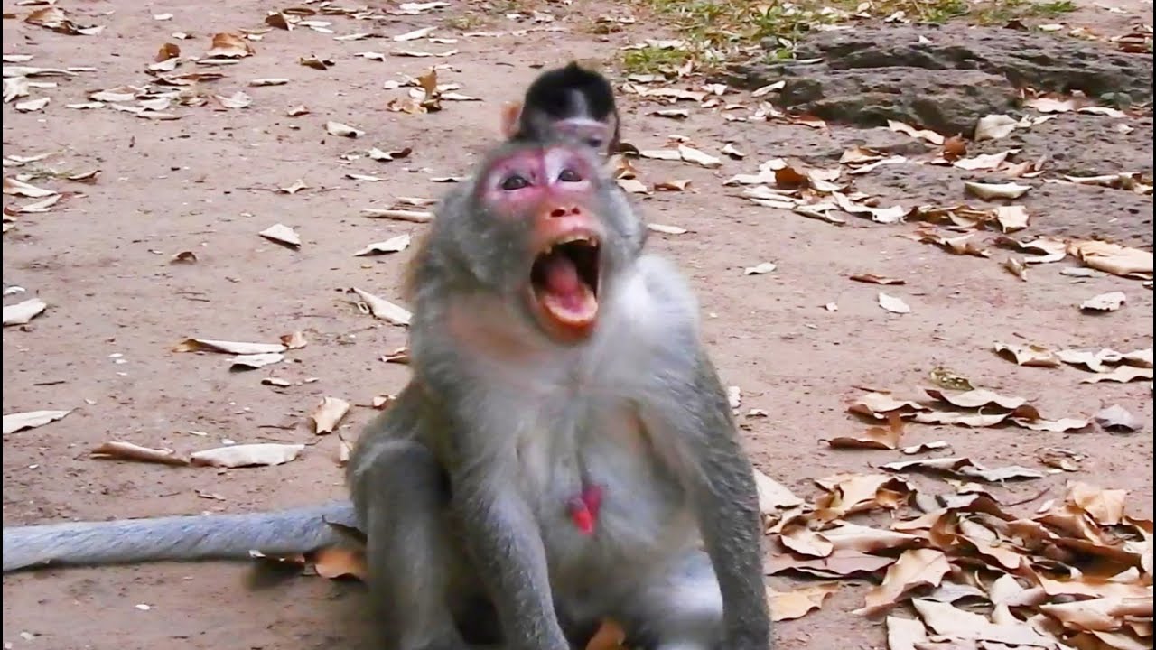 Oops, What Baby Monkey Do Behind Her Mom? - YouTube