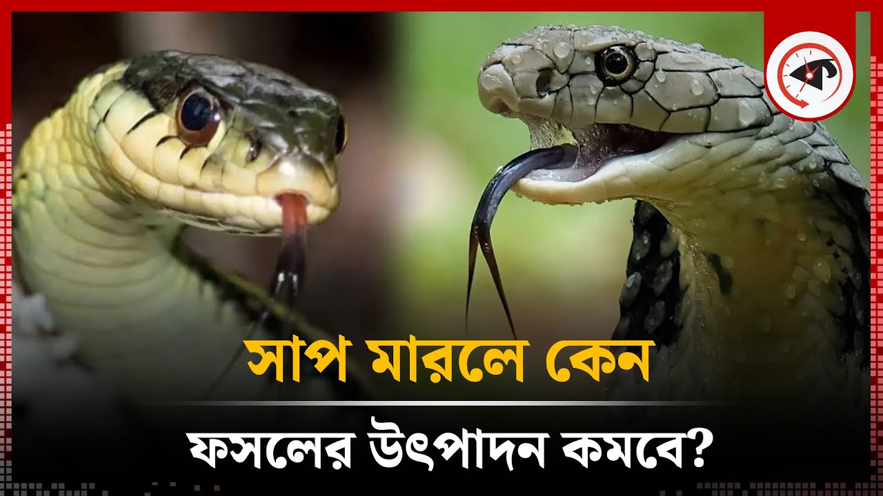 সাপ মারলে ফসলের উৎপাদন কমবে! | Importance of Snakes | Russells Viper | Kalbela - YouTube