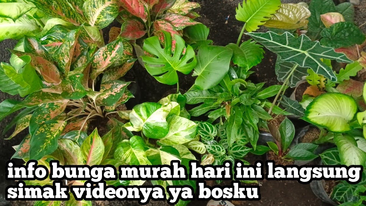 PROMO BUNGA MURAH BISA COD HARI INI - YouTube