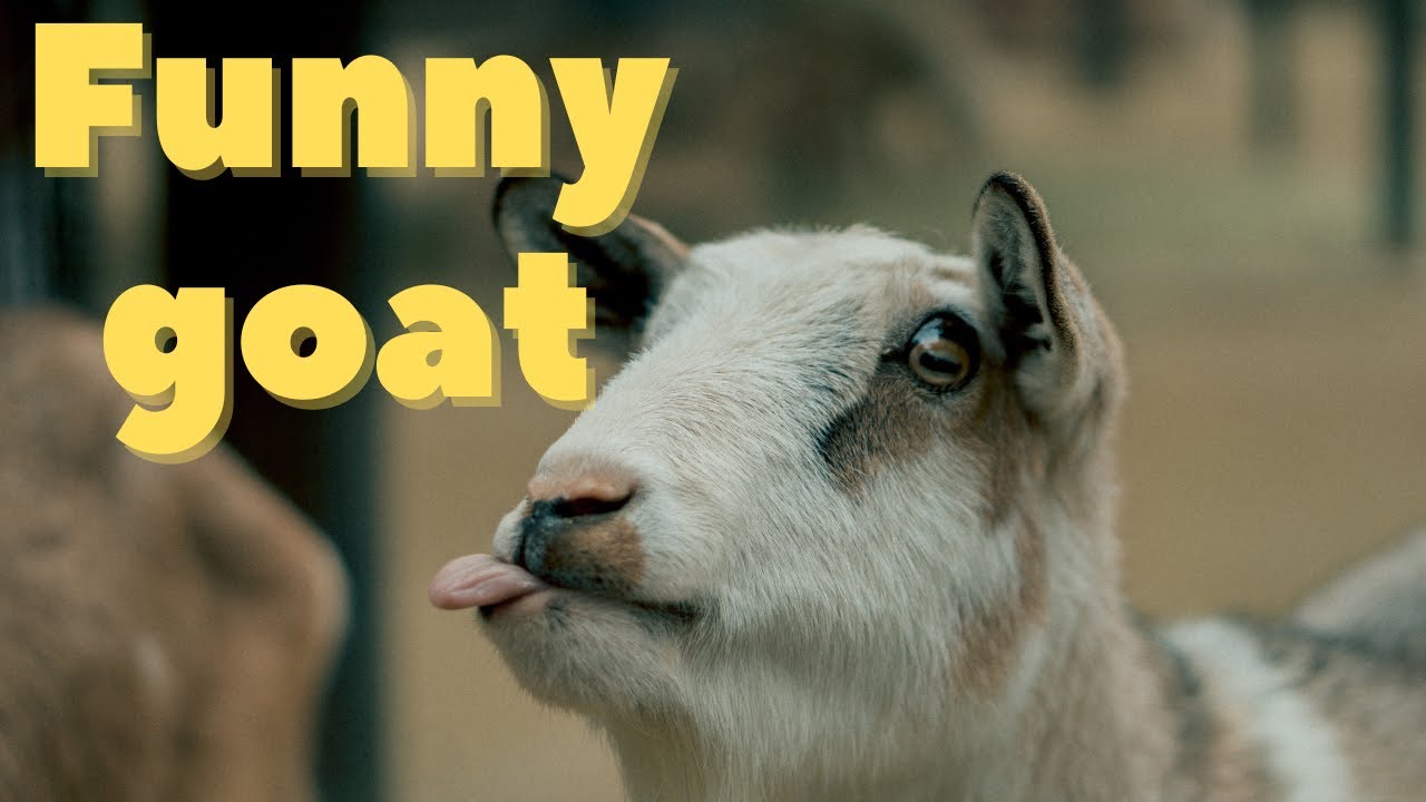 Funny GOAT and SHEEP. - YouTube