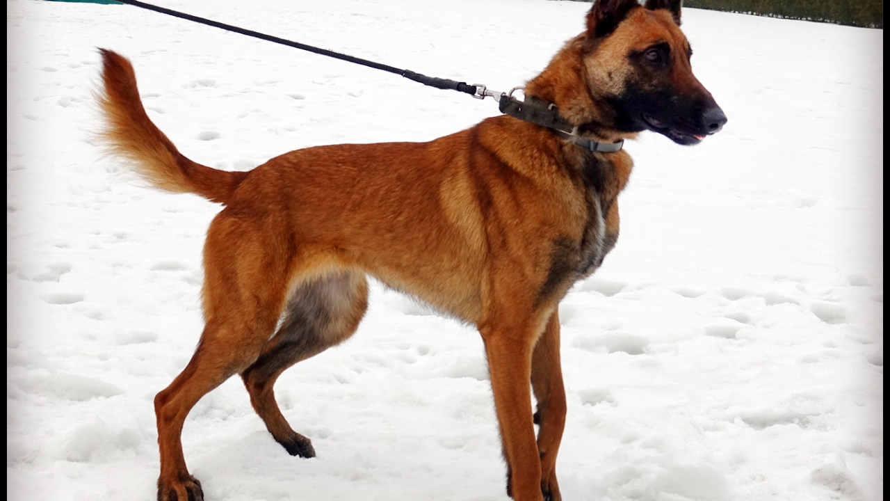 Eris Belgian Malinois K9 search rescue dog obedient - YouTube
