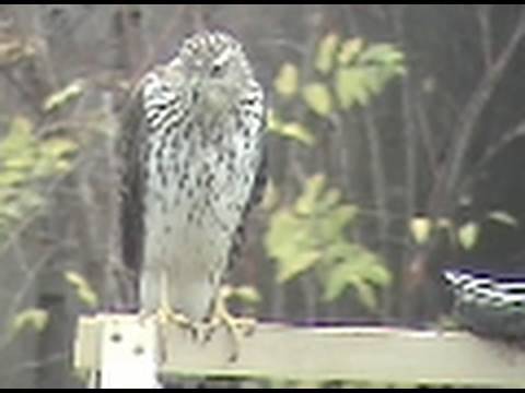 Squirrel VS Hawk, Shout Out to Ray Beez - YouTube