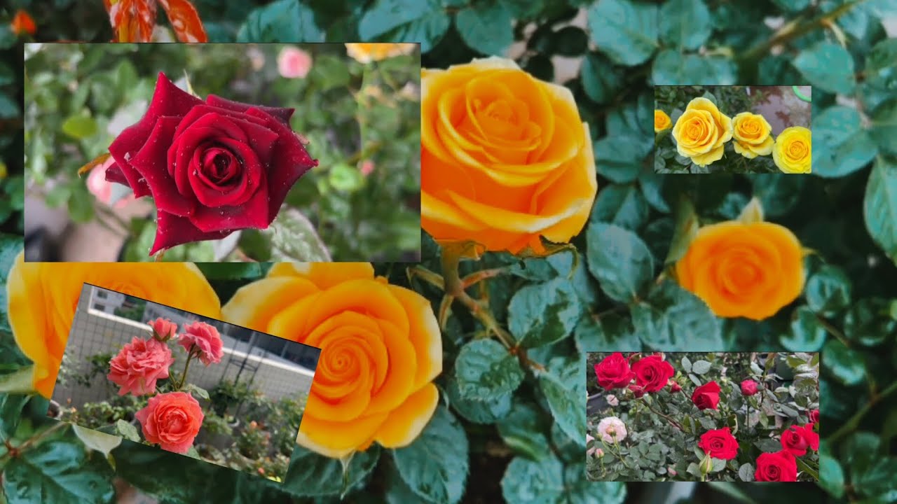 A beautiful collection of different types of roses.😍,Rose garden. - YouTube