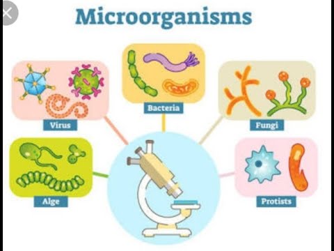 Microorganisms: introduction - YouTube