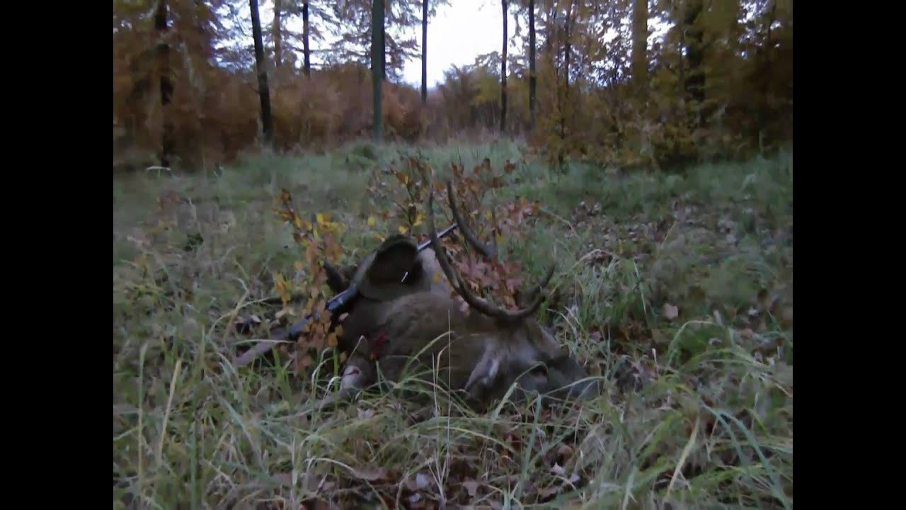 Hirschjagd im Herbstwald, Red Deer hunt in German autumn forest - YouTube