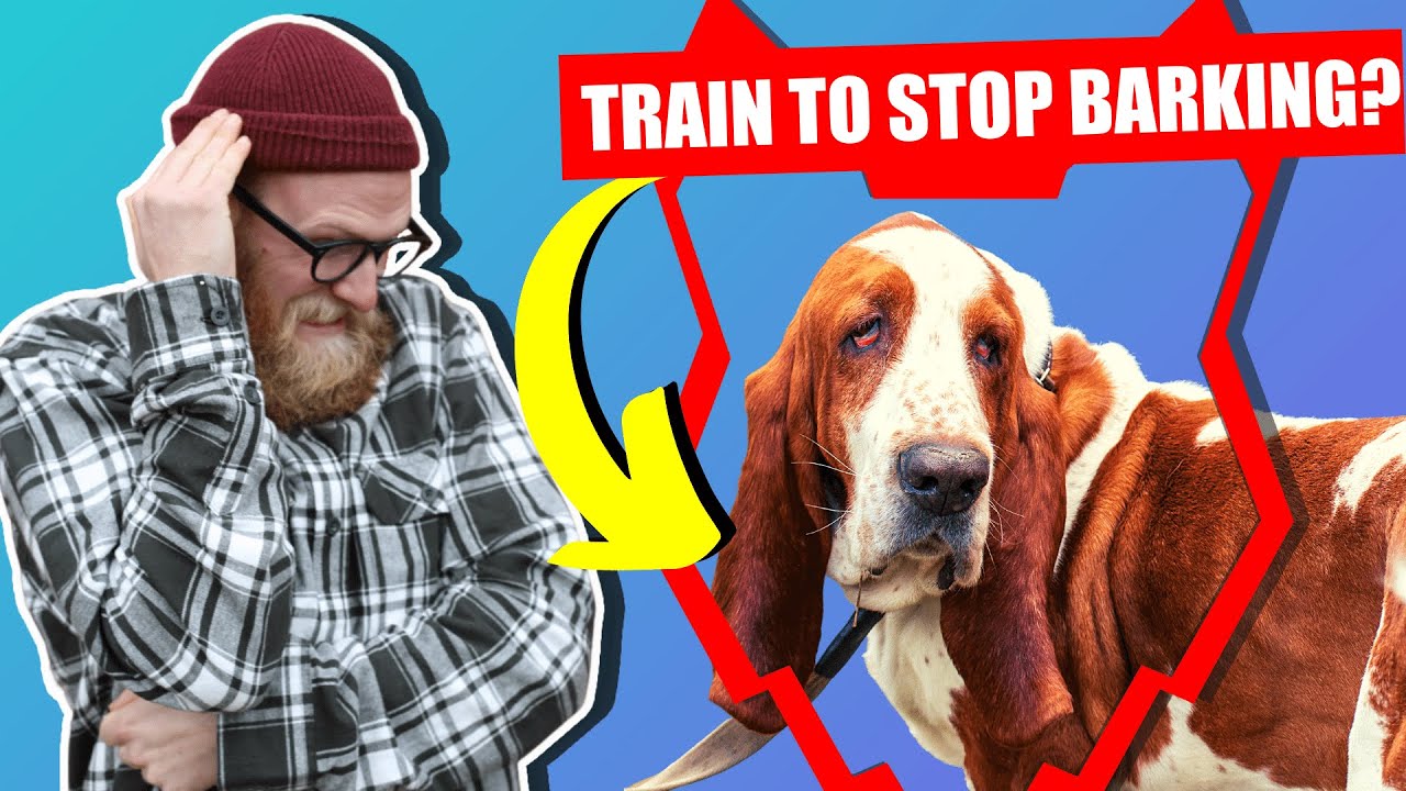 How To Stop A Basset From Barking